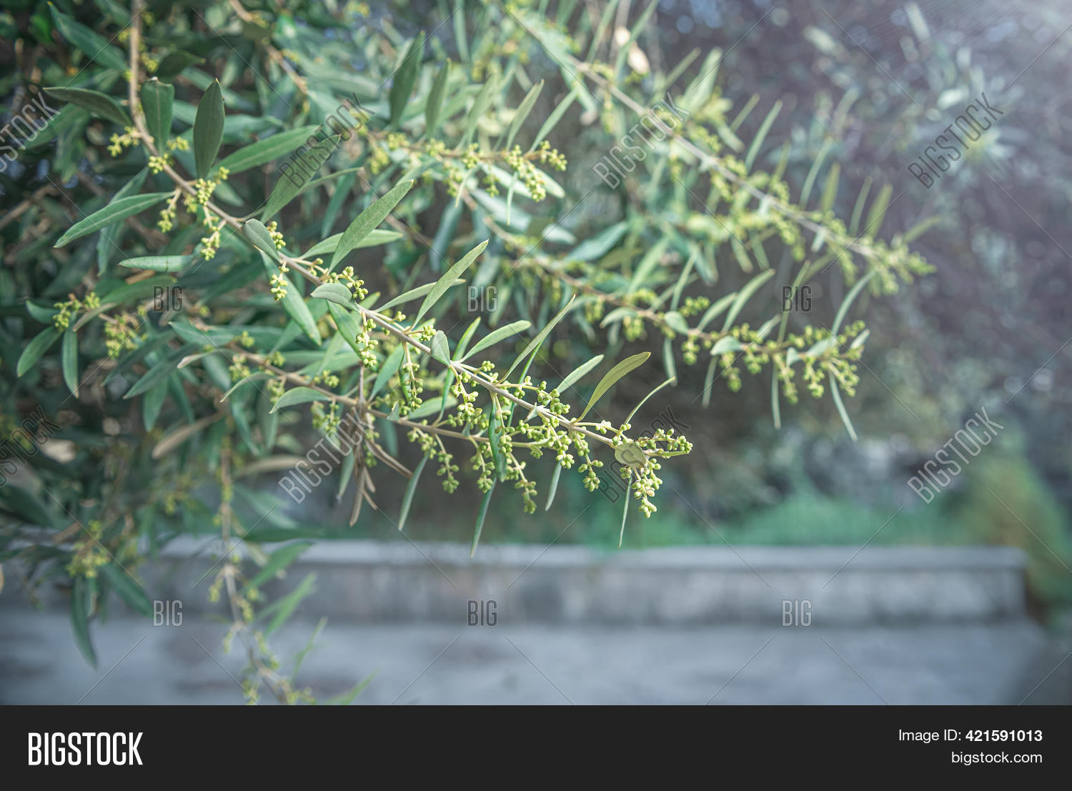 Olive Tree Flowers. Image & Photo (Free Trial) | Bigstock