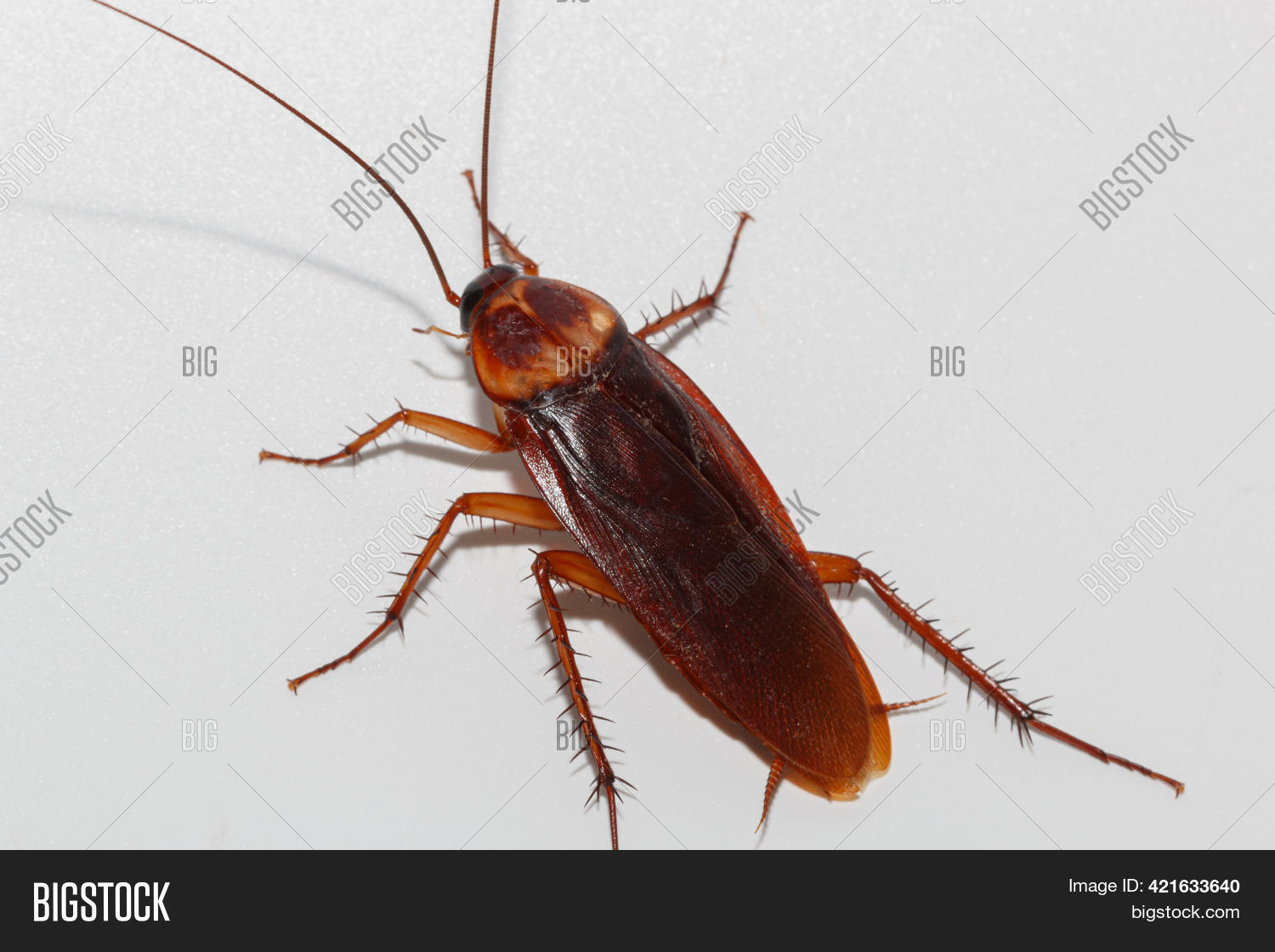 Cockroach Brown On Image & Photo (Free Trial) | Bigstock