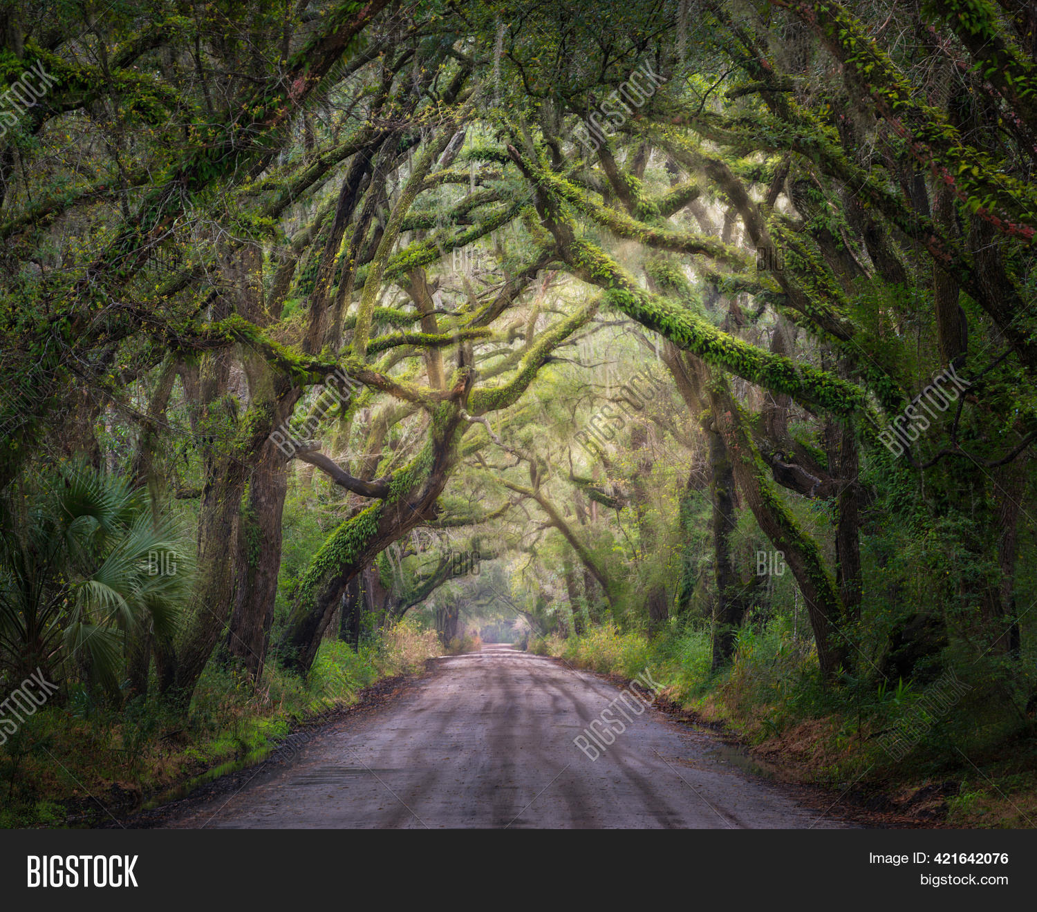 Ethereal Spanish-moss Image & Photo (Free Trial) | Bigstock
