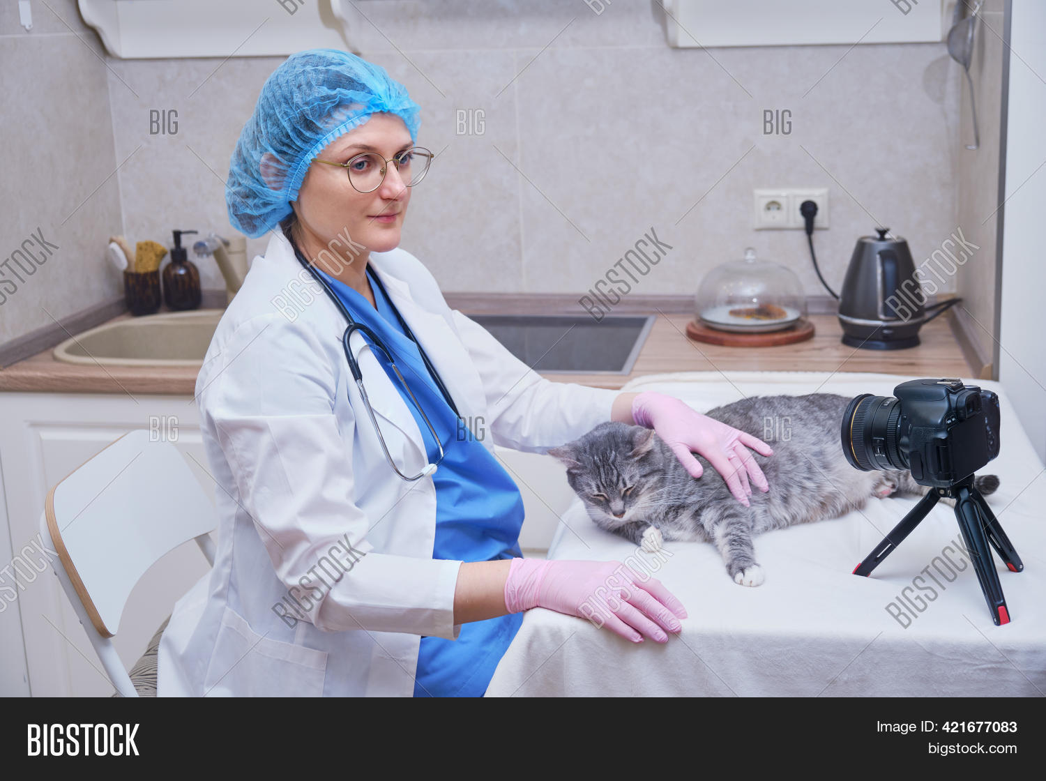 Filming Video Cat Image & Photo (Free Trial) | Bigstock