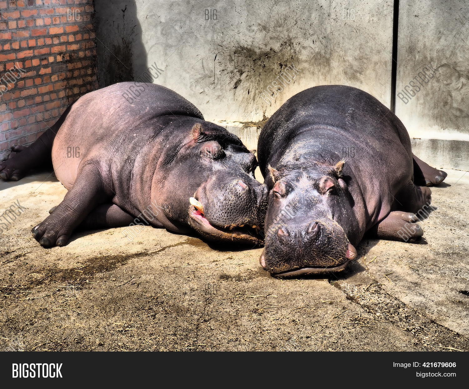 Hippos Lie Sleep. Male Image & Photo (Free Trial) | Bigstock