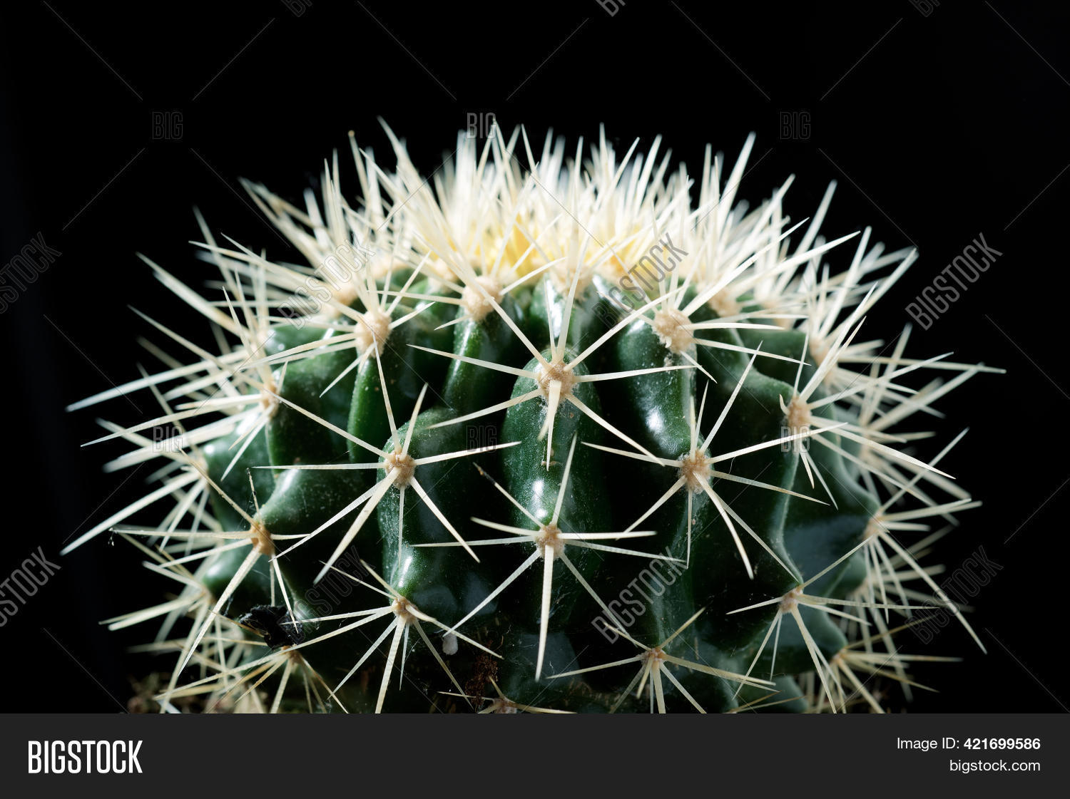 Little Cactus Plant Image & Photo (Free Trial) | Bigstock