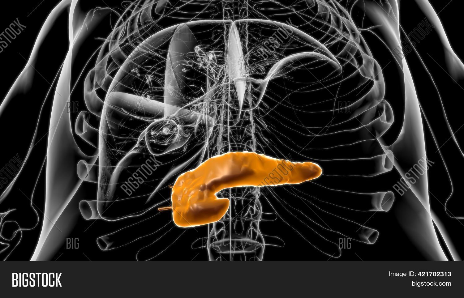 Human Digestive System Image & Photo (Free Trial) | Bigstock