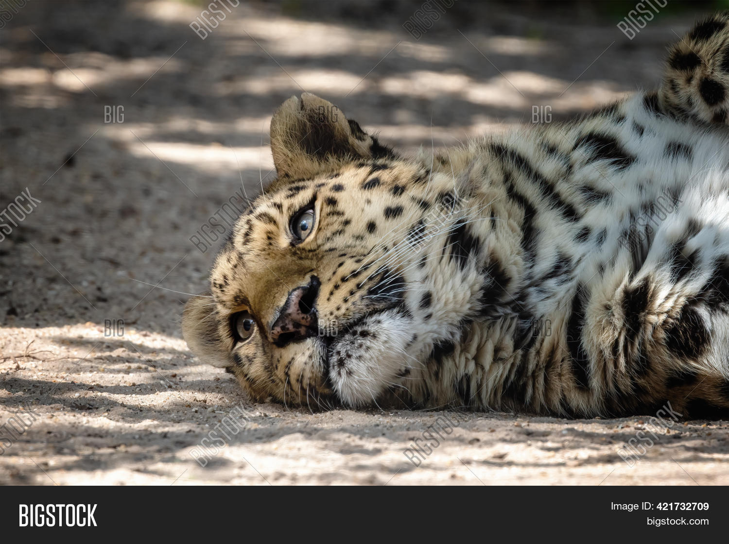 Adult Amur Leopard, Image & Photo (Free Trial) | Bigstock