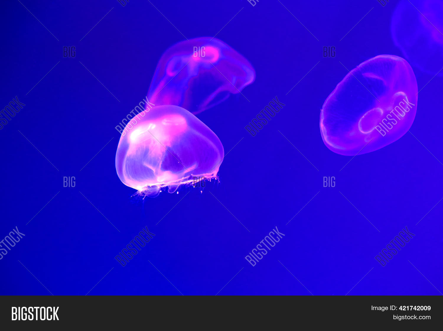 Fish Tank Aurelia Image & Photo (Free Trial) | Bigstock