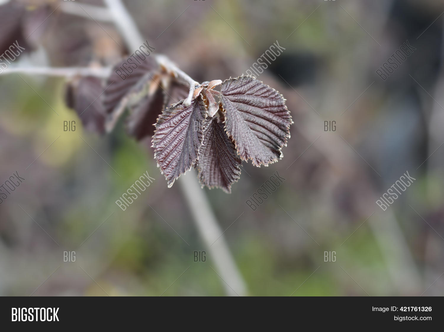 Purple Hazel New Image & Photo (Free Trial) | Bigstock