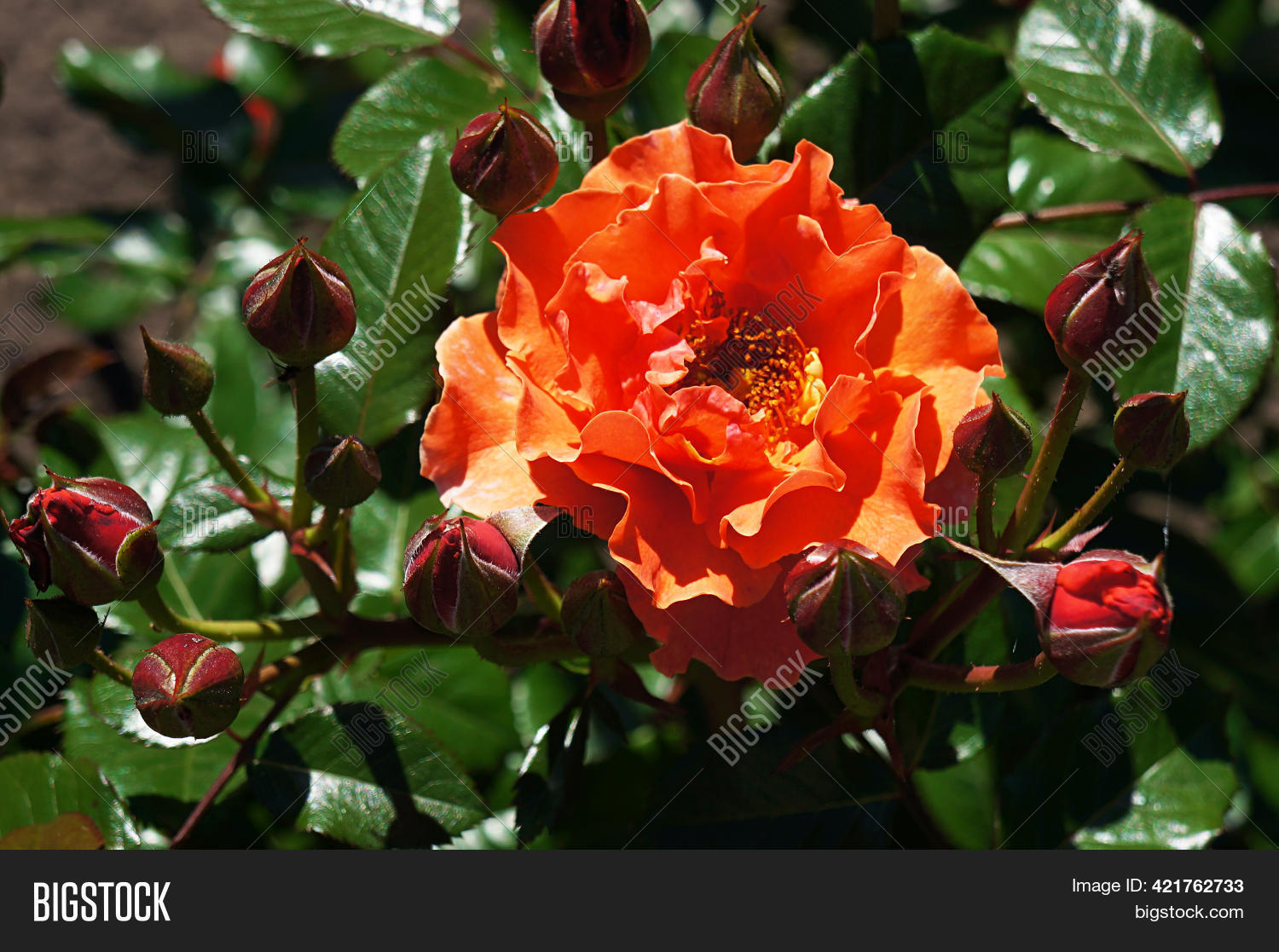 Closeup Orange Rose Image & Photo (Free Trial) | Bigstock