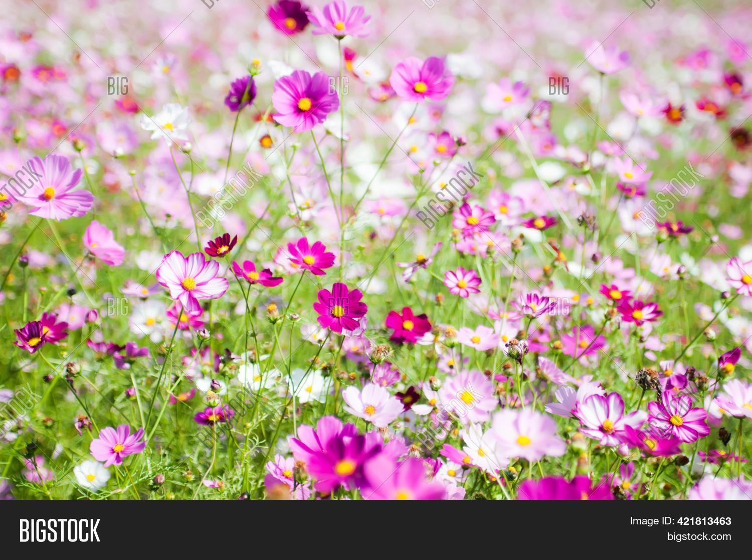 Summer Flower Image & Photo (Free Trial) | Bigstock