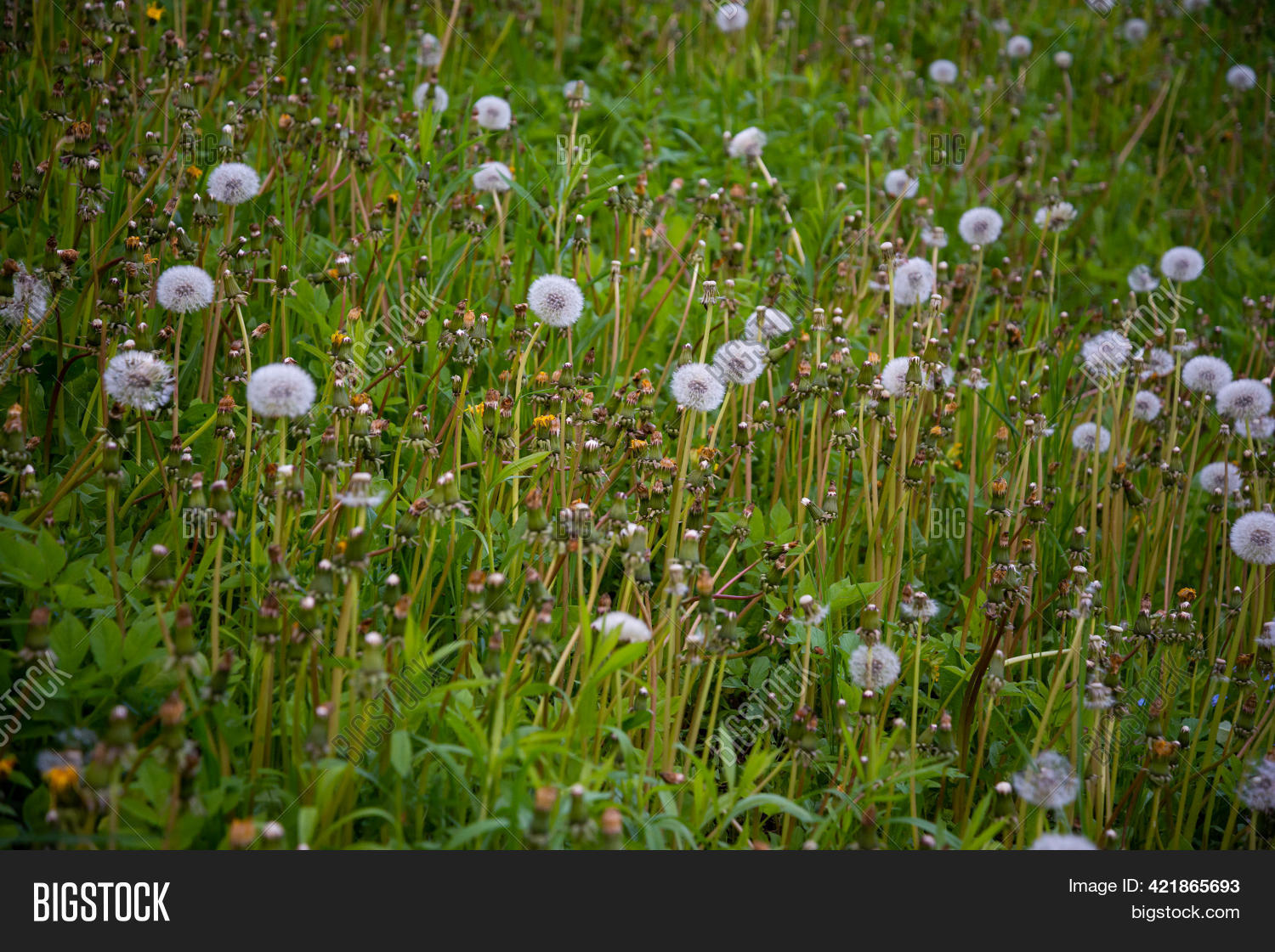 Dandelion Field Fluffy Image & Photo (Free Trial) | Bigstock