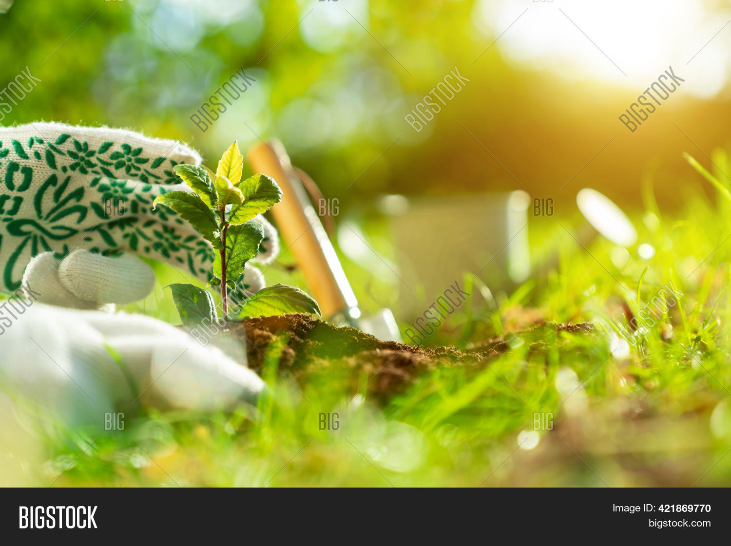 Green Plant Growing Image & Photo (Free Trial) | Bigstock