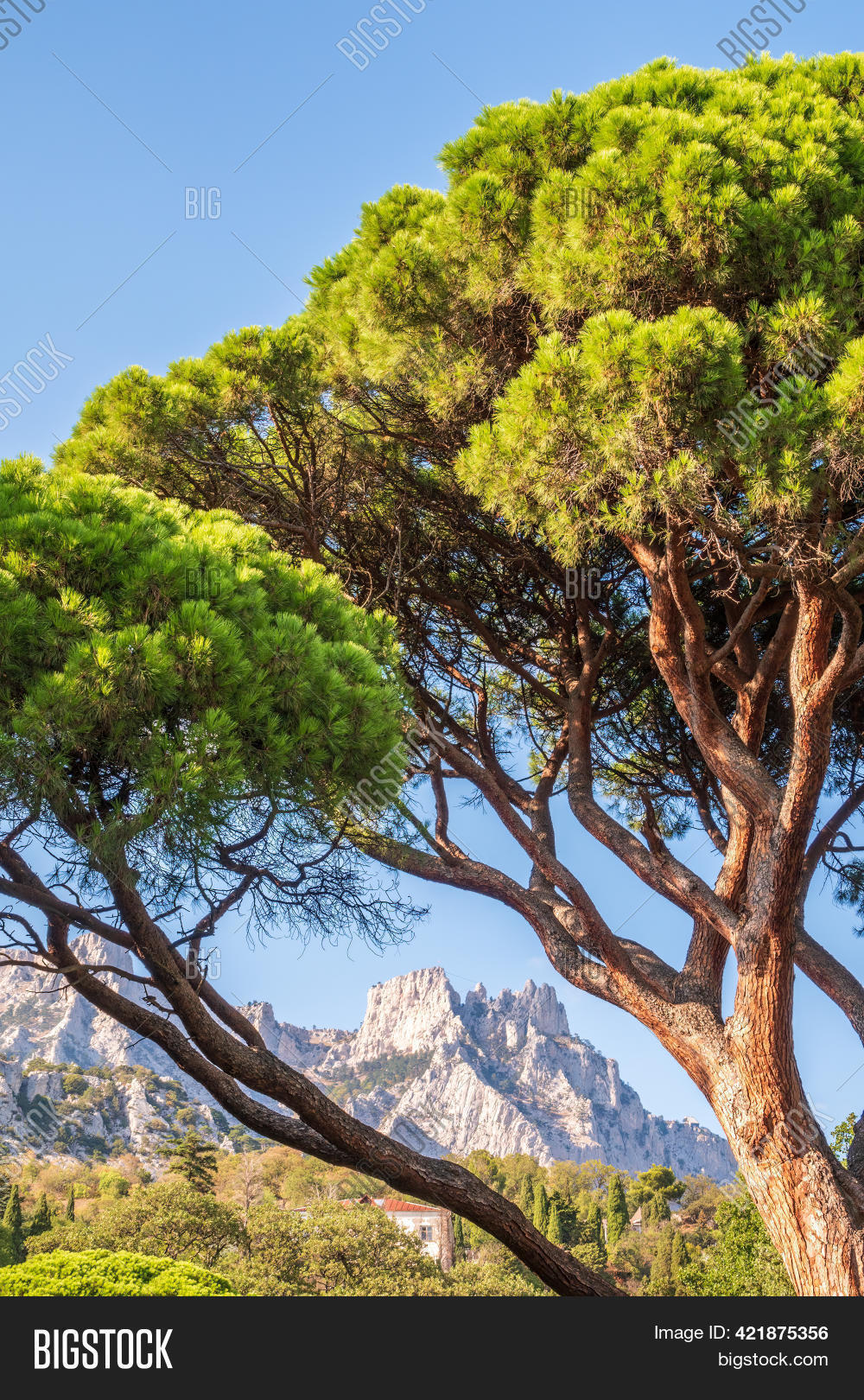 Green Old Cedar Tree Image & Photo (Free Trial) | Bigstock
