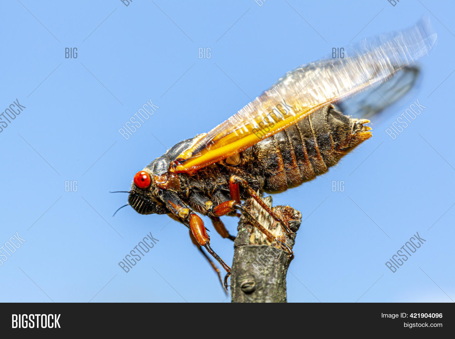 Brood X Group Image & Photo (Free Trial) | Bigstock