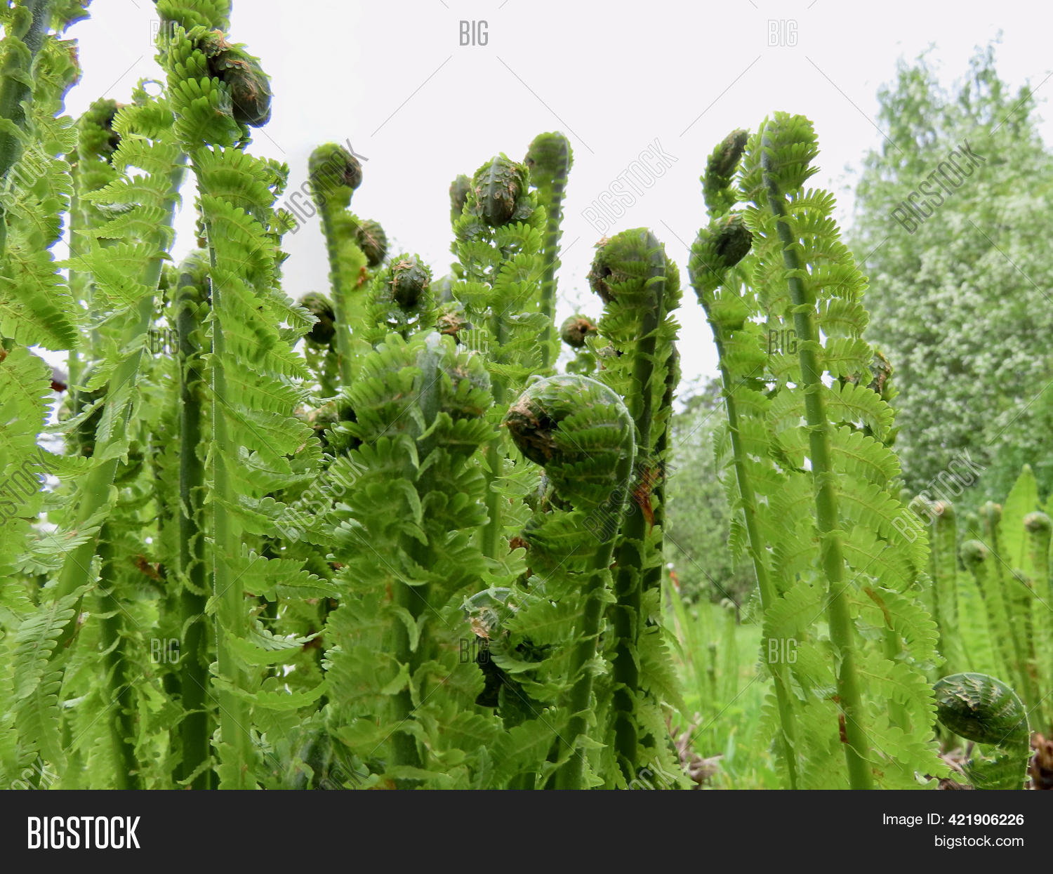 Fiddlehead Greens Image & Photo (Free Trial) | Bigstock