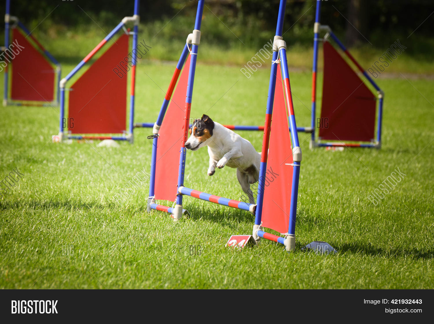 Dog Running Agility. Image & Photo (Free Trial) | Bigstock