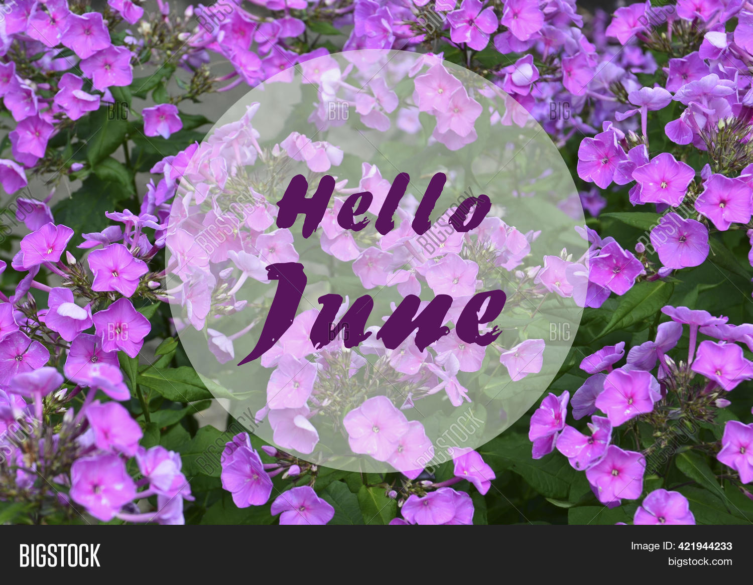 Hello June Greeting On Image & Photo (Free Trial) | Bigstock