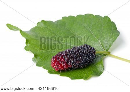 Isolated Mulberry. Image & Photo (Free Trial) | Bigstock