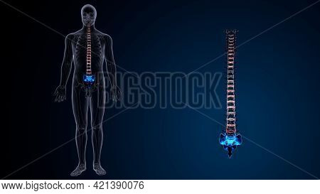 Human Skeleton Image & Photo (Free Trial) | Bigstock