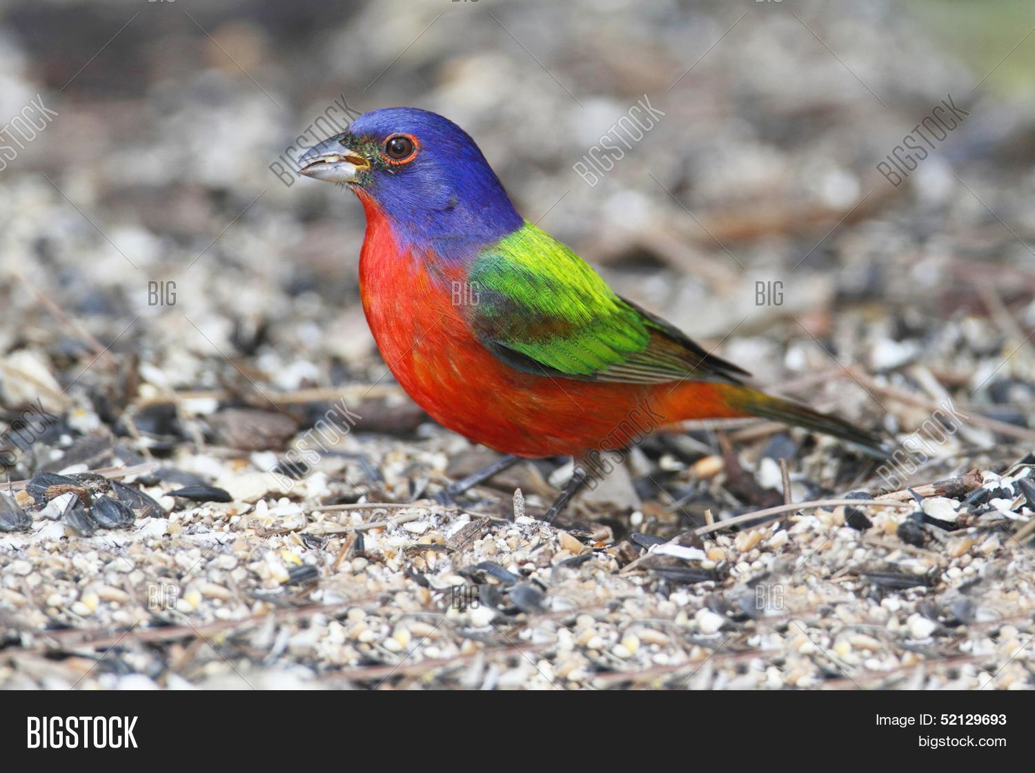 Painted Bunting ( Image & Photo (Free Trial) | Bigstock