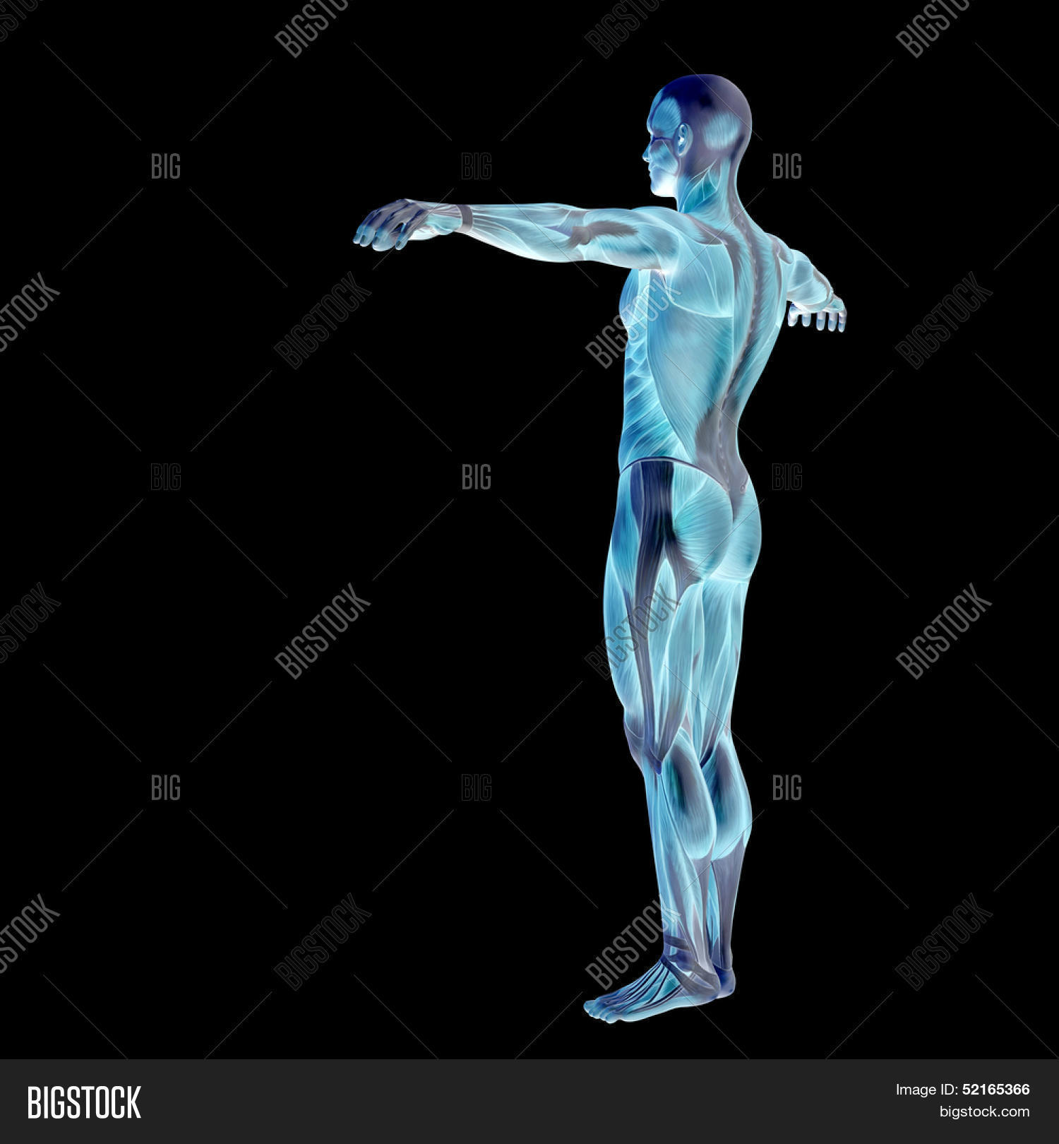 3D Human Man Muscles Image & Photo (Free Trial) | Bigstock