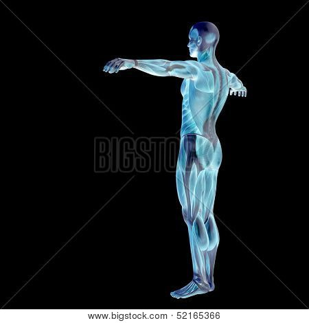 3D Human Man Muscles Image & Photo (Free Trial) | Bigstock