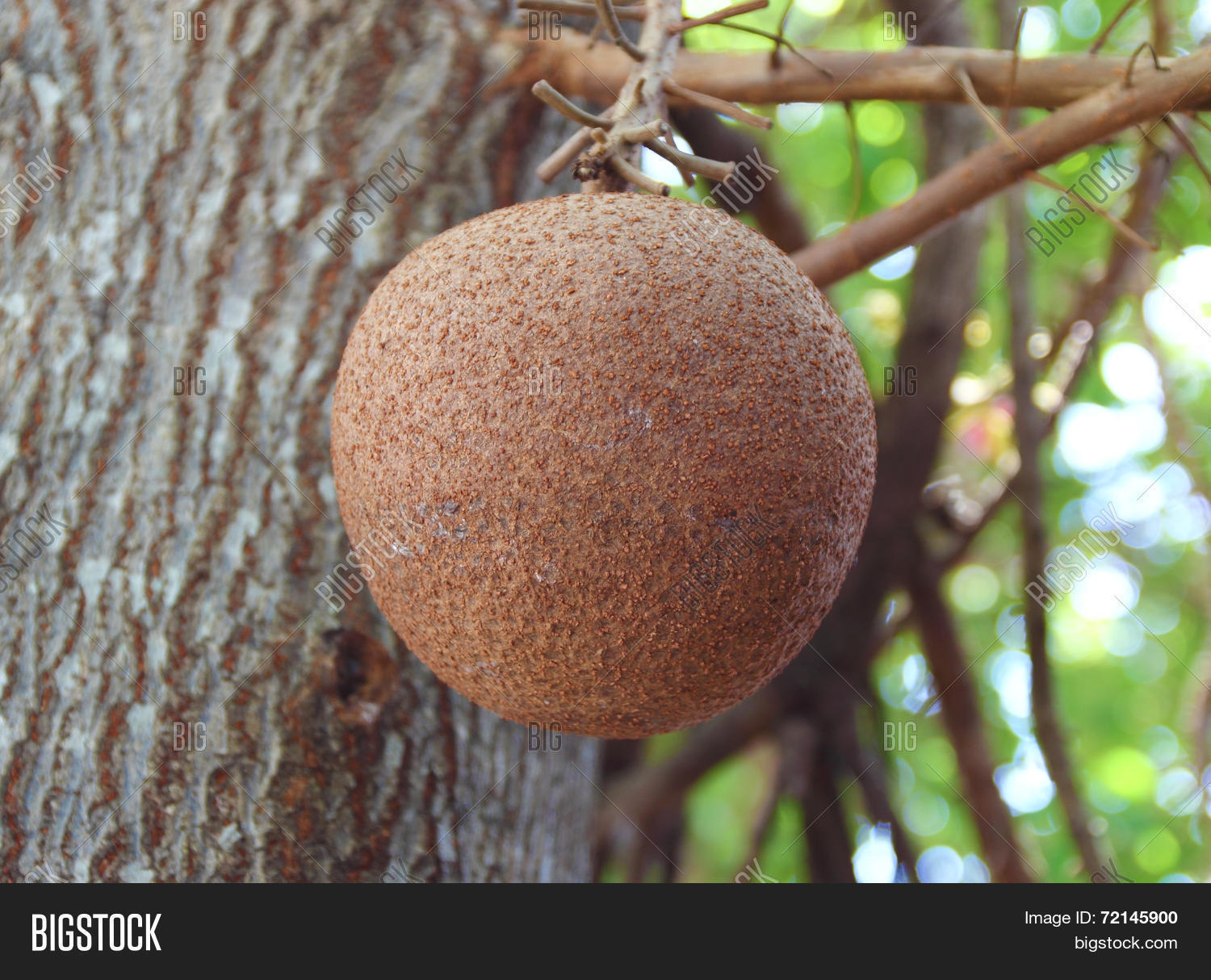 Cannonball Texture Image & Photo (Free Trial) | Bigstock