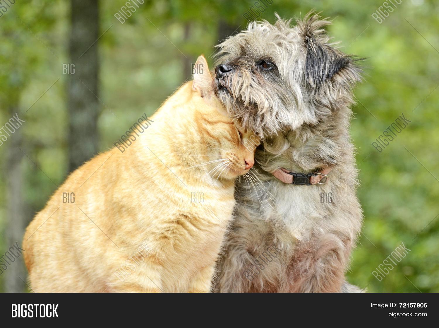 Cat Dog Snuggle Image & Photo (Free Trial) | Bigstock