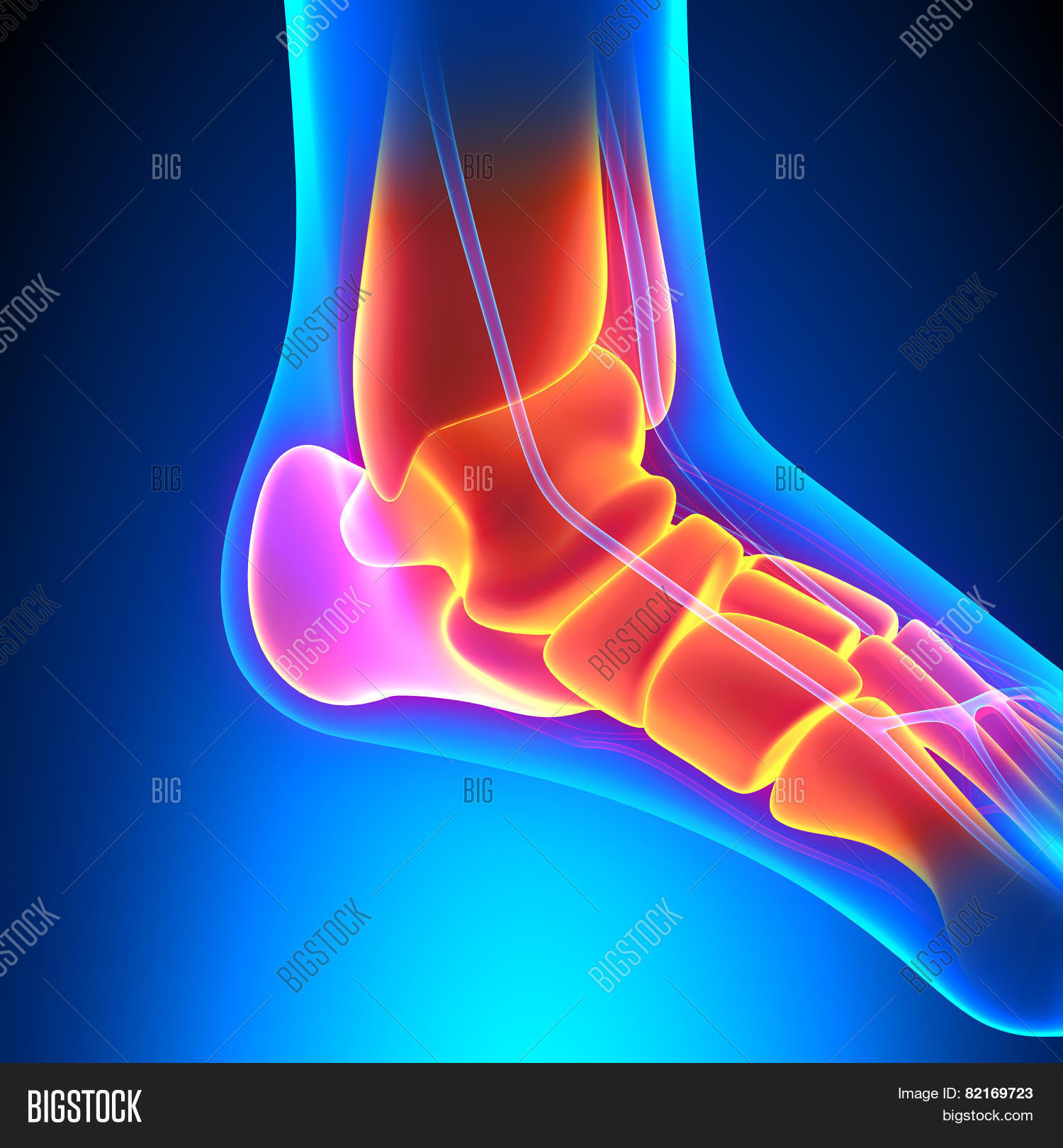 Ankle Bones Anatomy - Image & Photo (Free Trial) | Bigstock