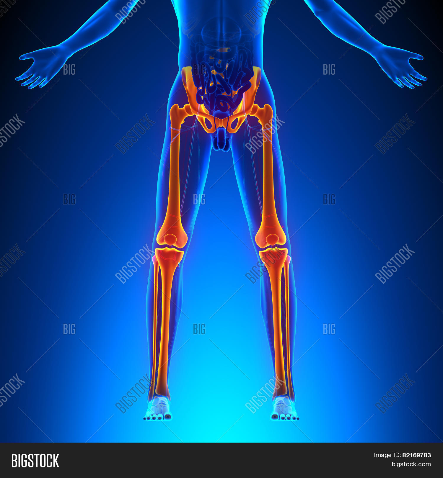 Bones Legs Anatomy Image & Photo (Free Trial) | Bigstock