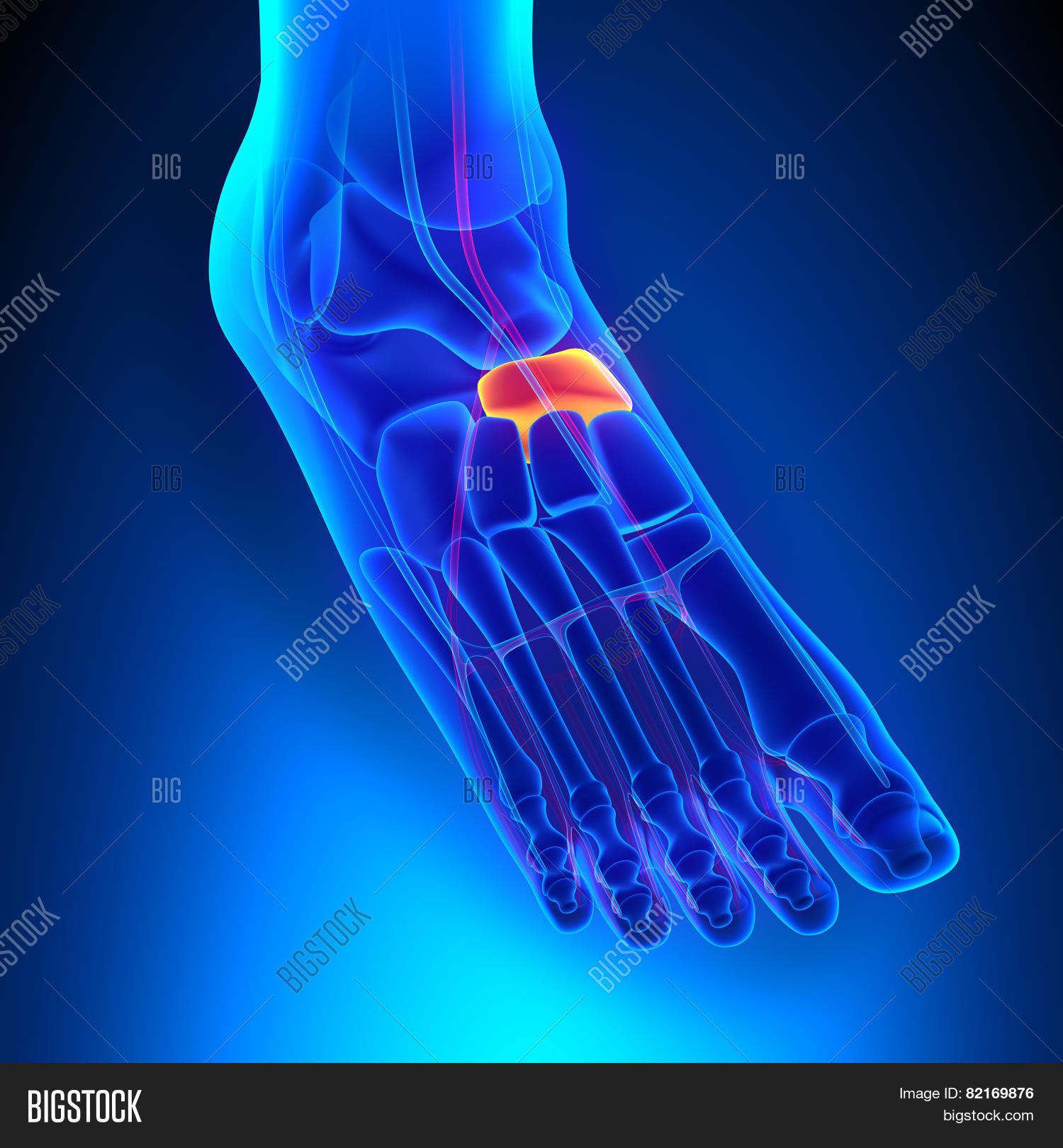 Navicular Bone Anatomy Image & Photo (Free Trial) | Bigstock