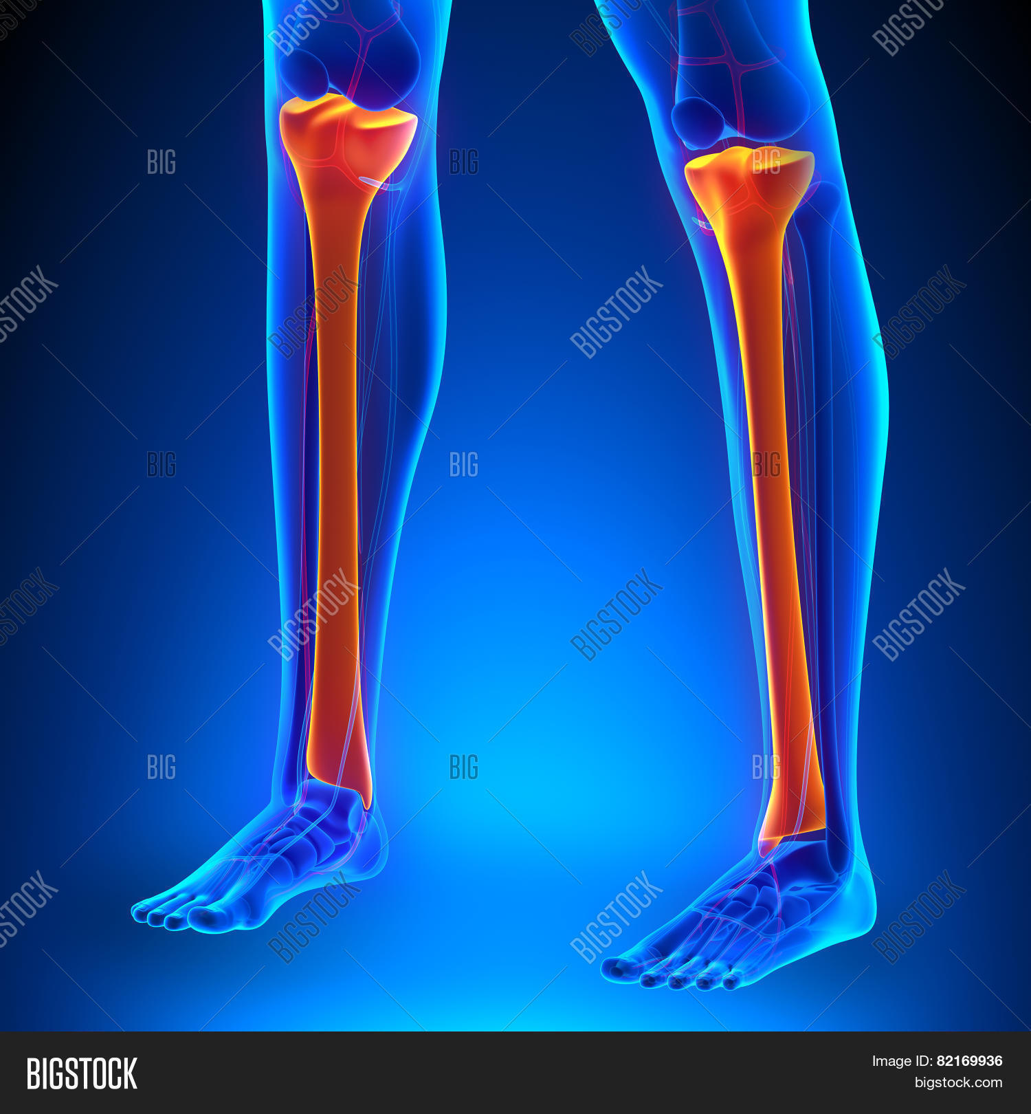 Tibia Anatomy Bones Image & Photo (Free Trial) | Bigstock