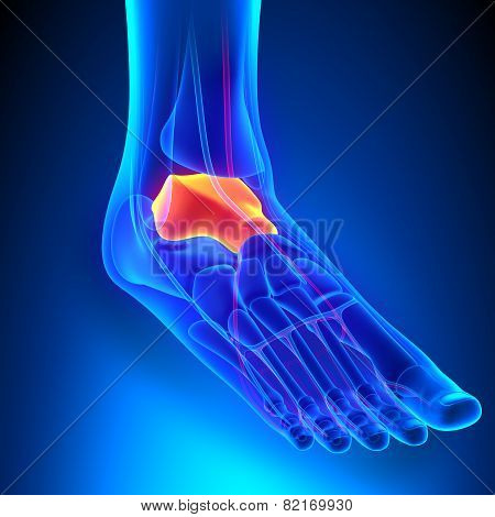 Talus Bone Anatomy Image & Photo (Free Trial) | Bigstock