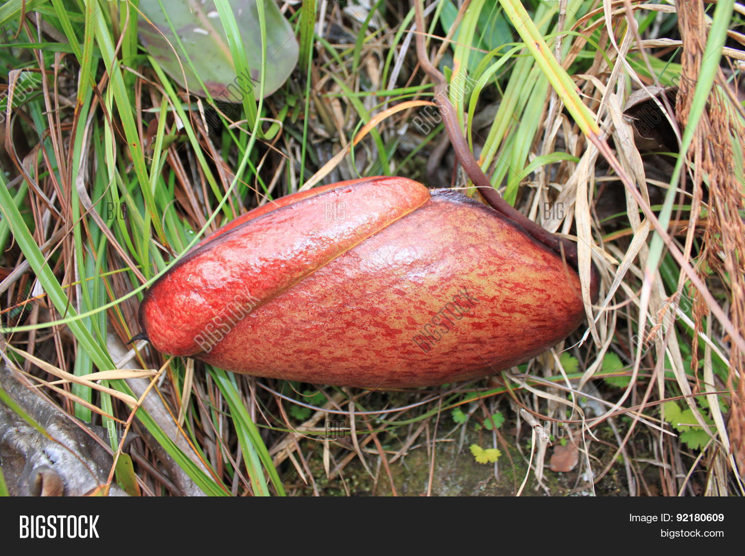 Jungle Pitcher Plant ( Image & Photo (Free Trial) | Bigstock