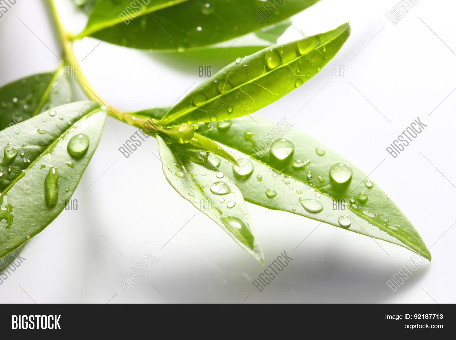 Tea Tree (Thea Image & Photo (Free Trial) | Bigstock