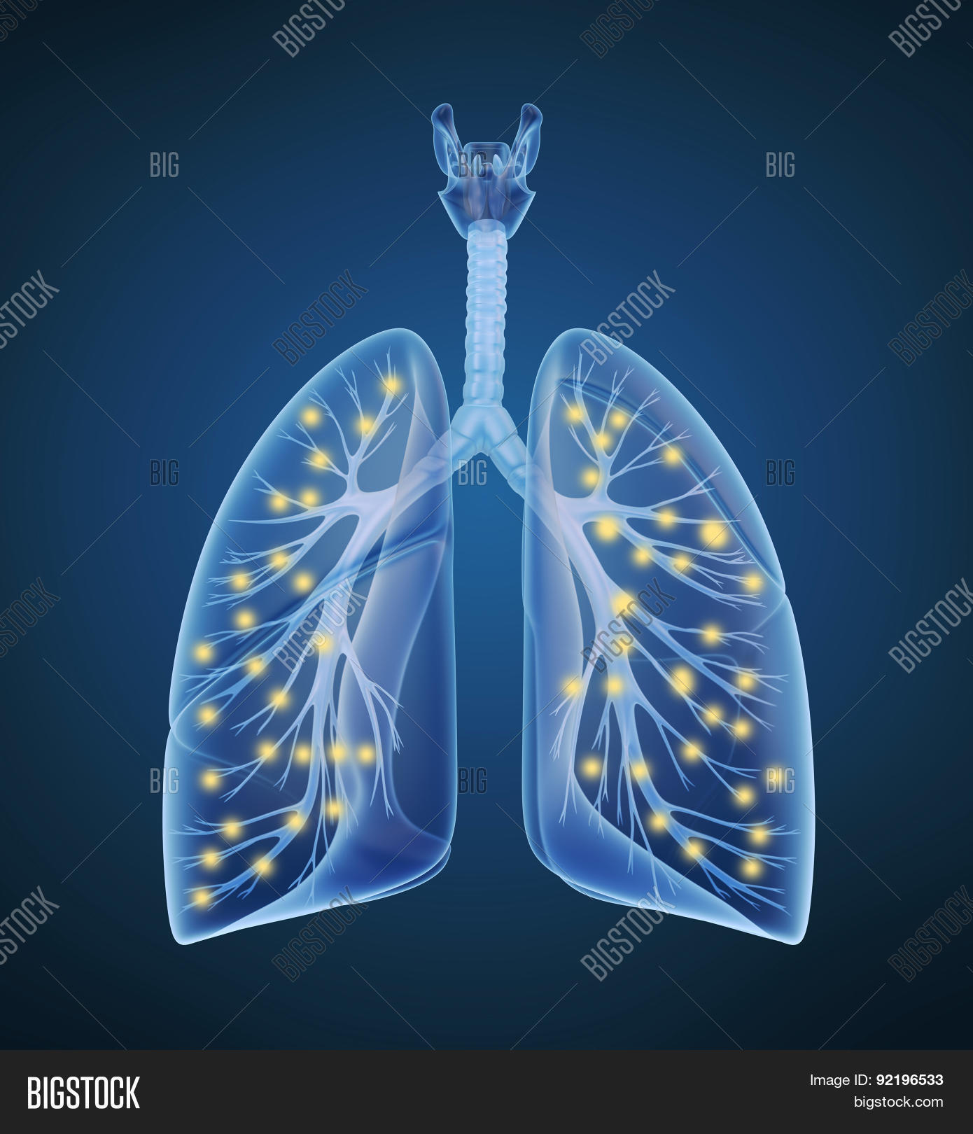 Human Lungs Bronchi Image & Photo (Free Trial) | Bigstock