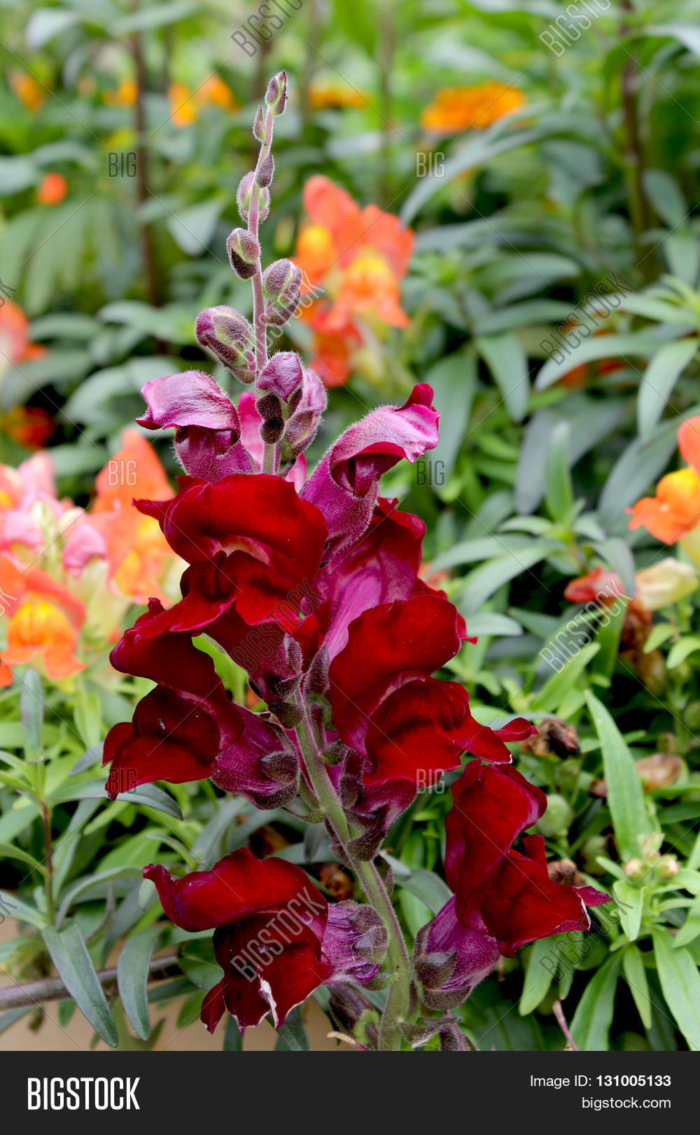 Snapdragon Flower Image & Photo (Free Trial) | Bigstock