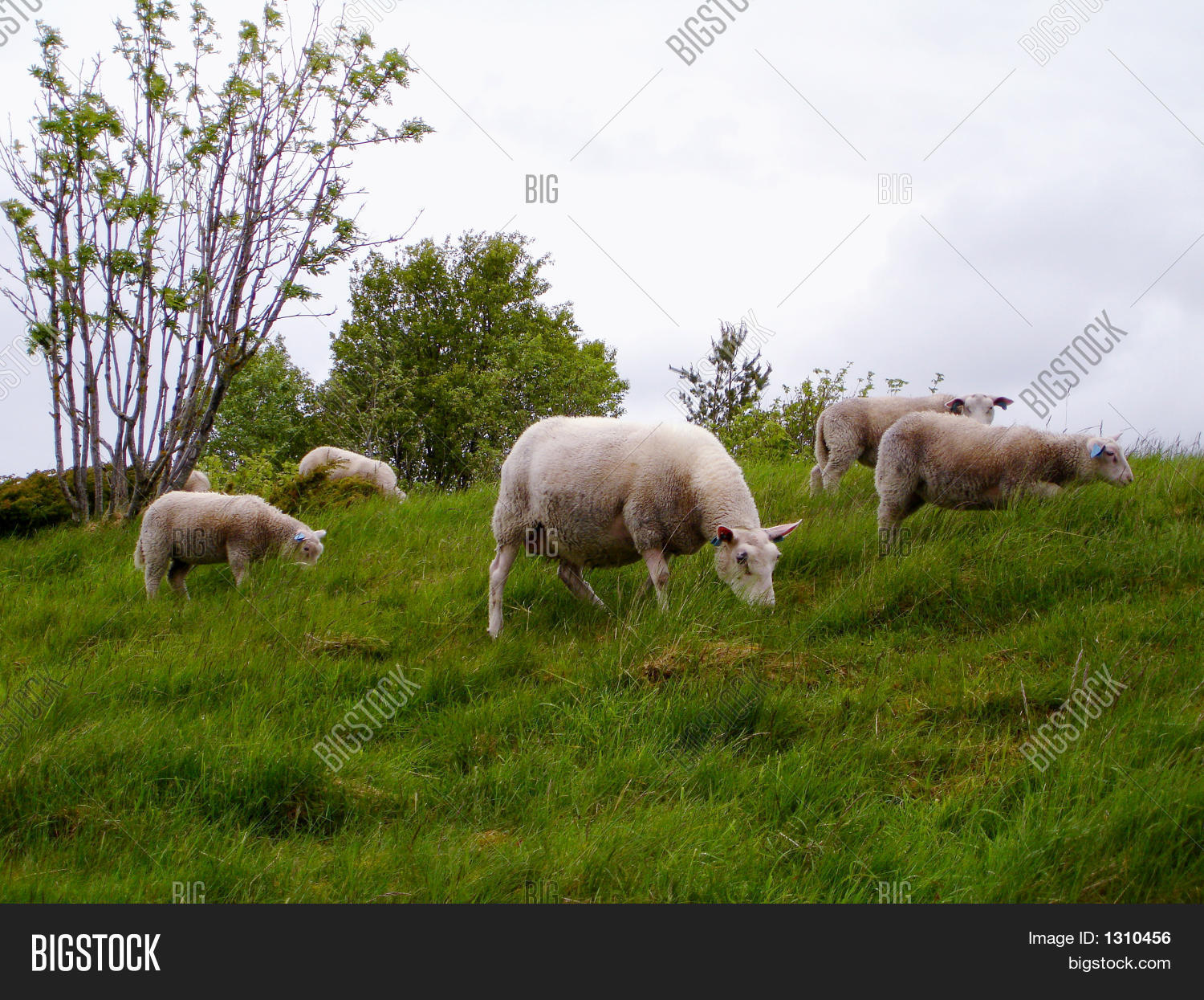 Sheep Meadow Image & Photo (Free Trial) | Bigstock