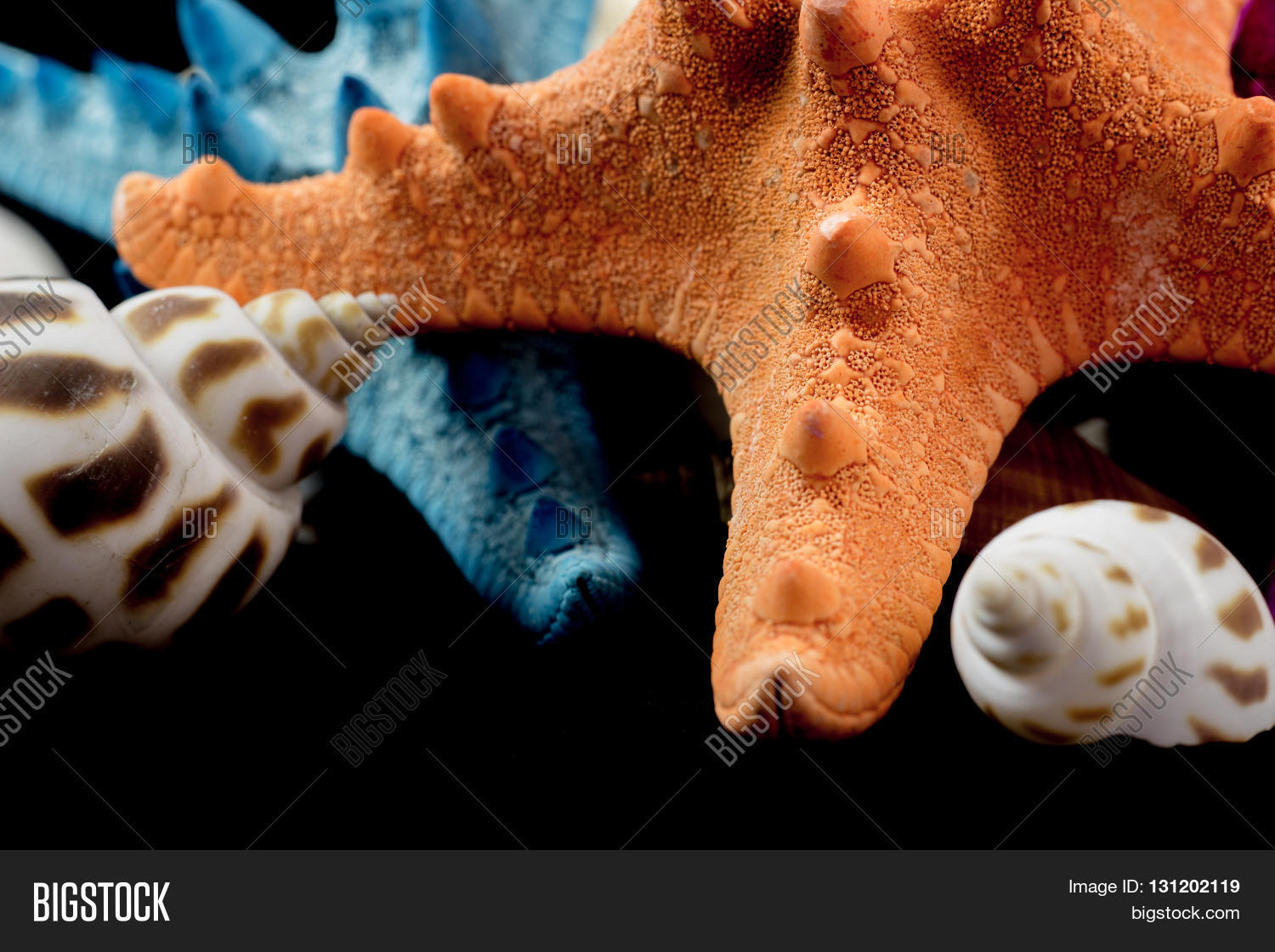 Sea Shells On Black Image & Photo (Free Trial) | Bigstock