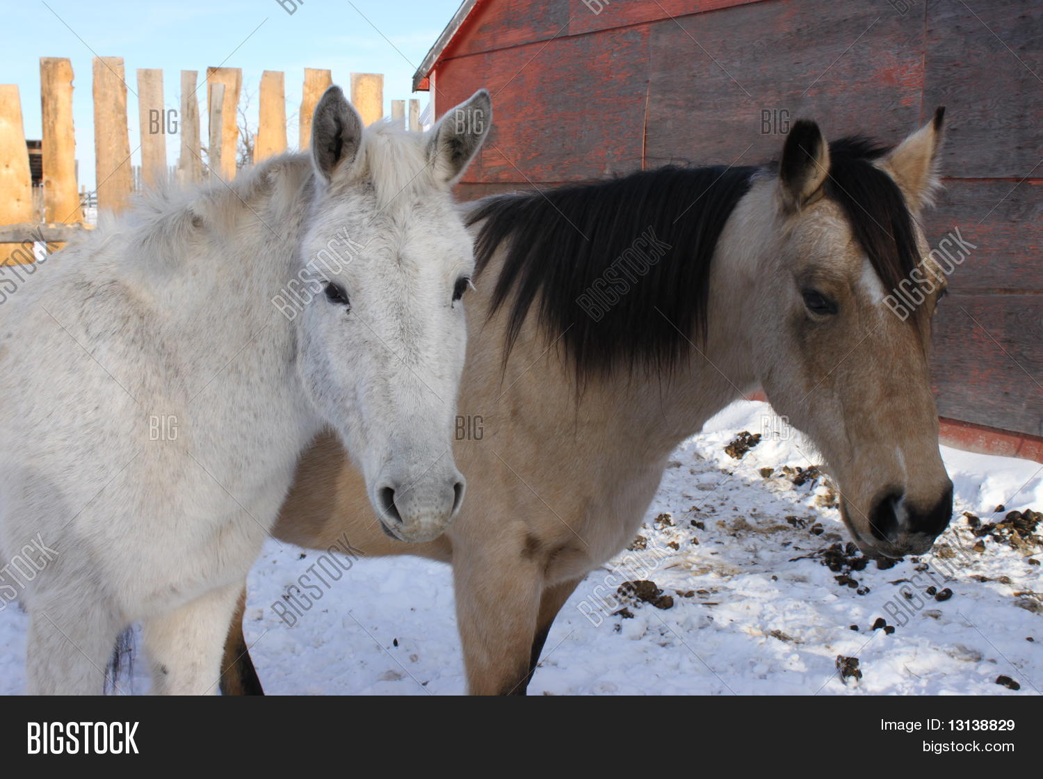 Horse Hinny Image & Photo (Free Trial) | Bigstock