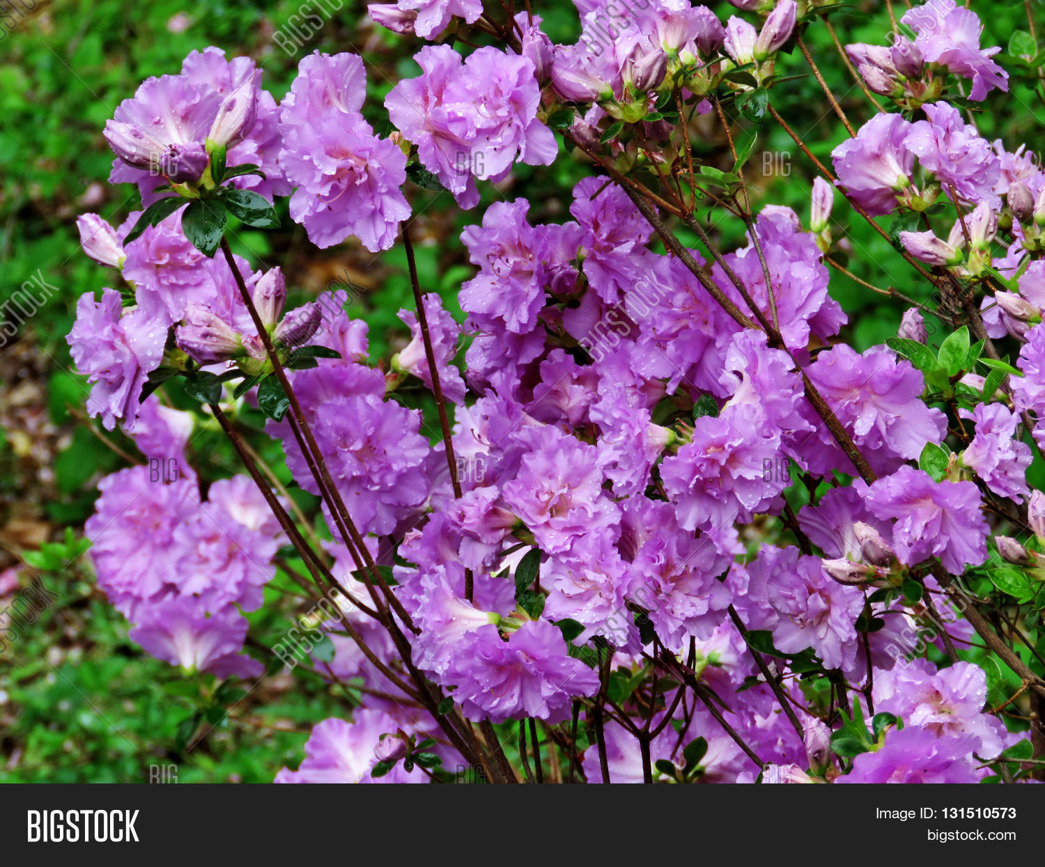 Purple Azalea Flowers Image & Photo (Free Trial) | Bigstock