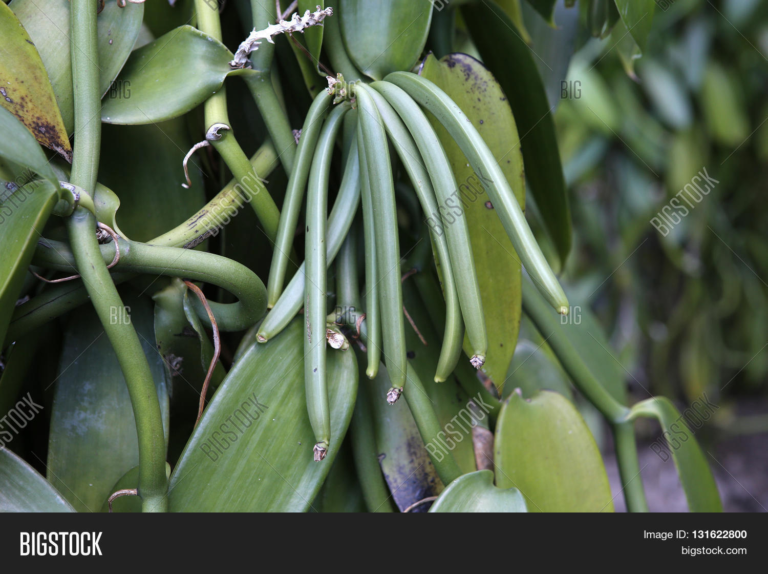 Vanilla Plants La Image & Photo (Free Trial) | Bigstock