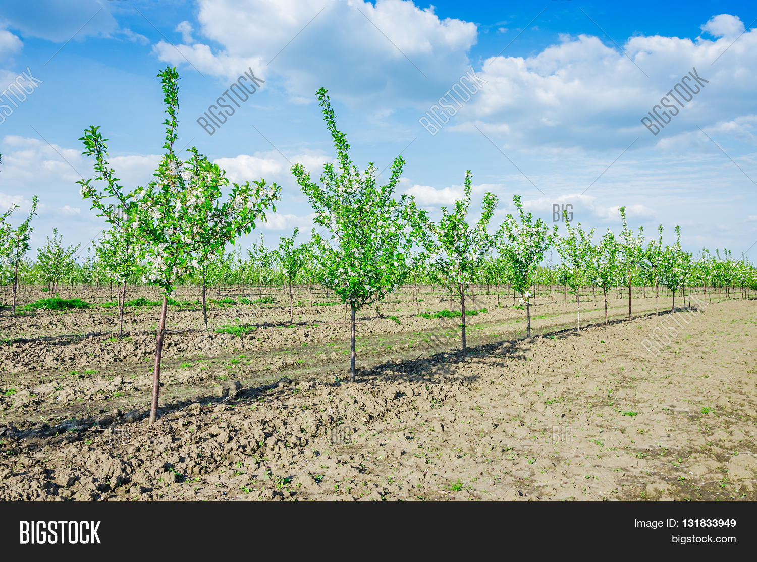 Young Fruit-trees Grow Image & Photo (Free Trial) | Bigstock