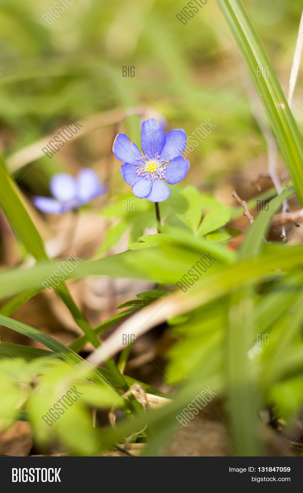 One Blue Flower Image & Photo (Free Trial) | Bigstock