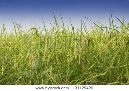 Fully Grown Paddy Image & Photo (Free Trial) | Bigstock