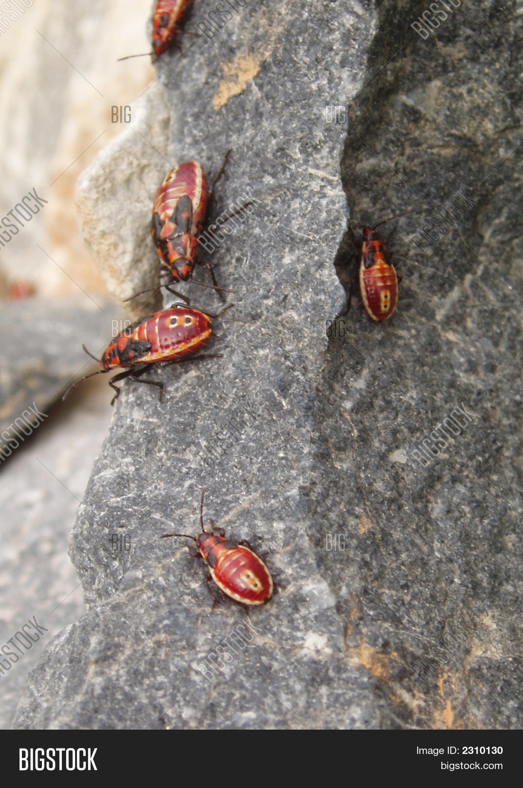 Ground Bugs Image & Photo (Free Trial) | Bigstock