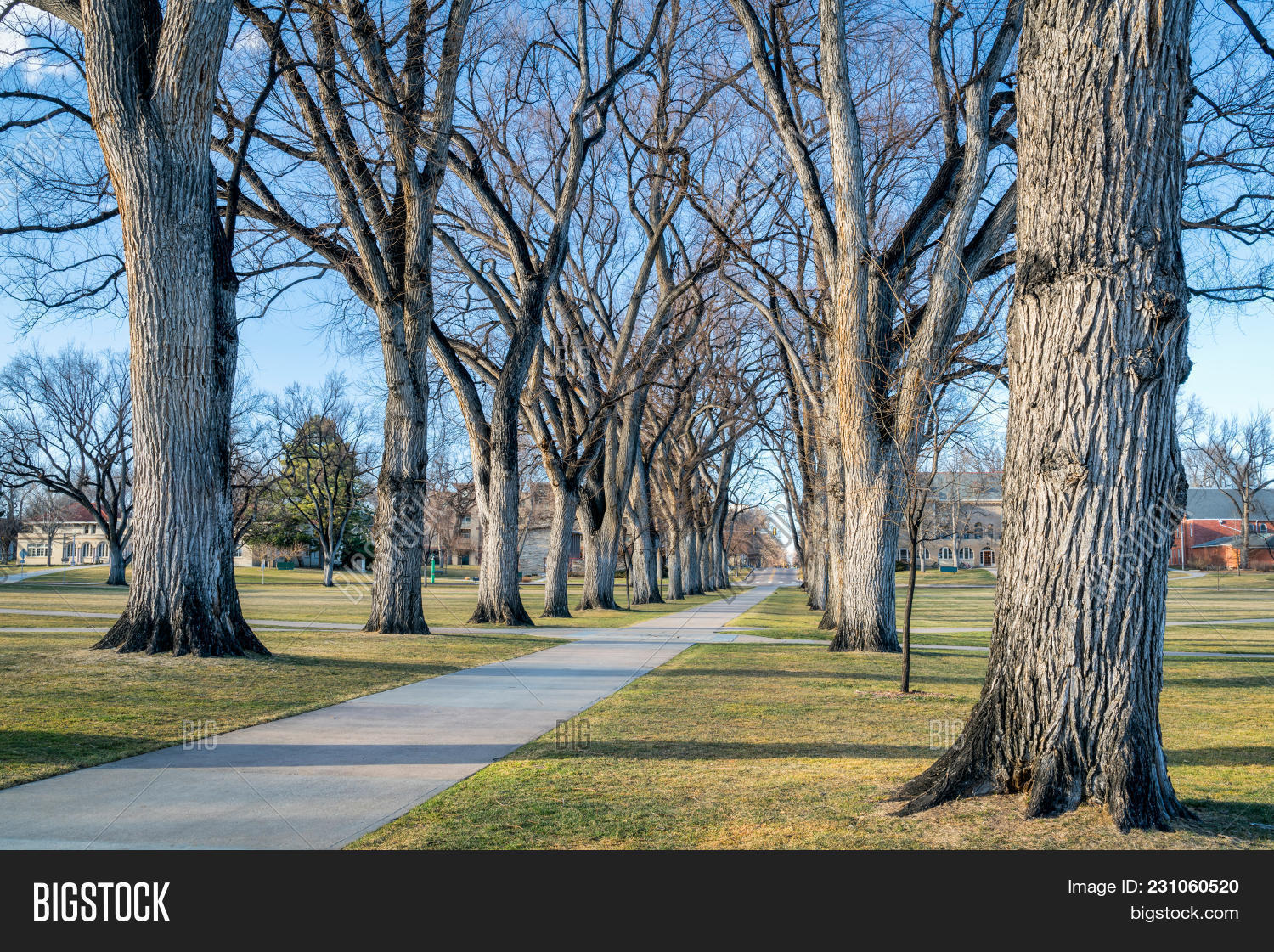 Allee Old American Elm Image & Photo (Free Trial) | Bigstock
