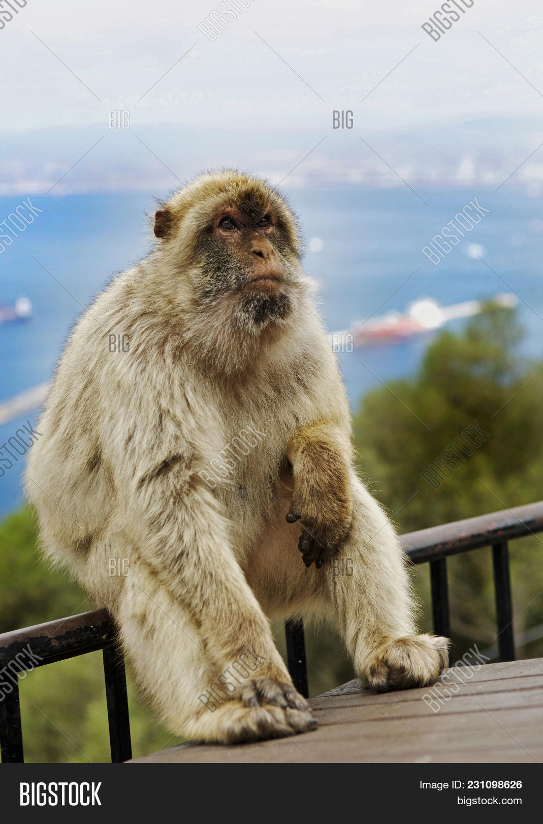 Large Barbary Macaque Image & Photo (Free Trial) | Bigstock