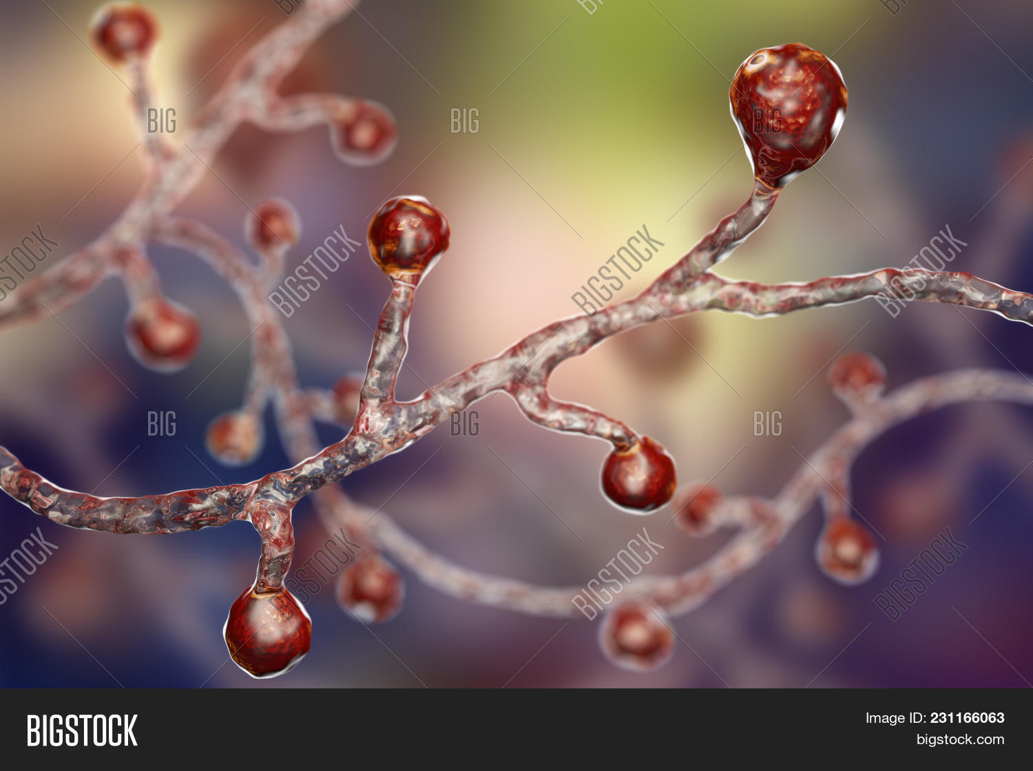 Blastomyces Image & Photo (Free Trial) | Bigstock