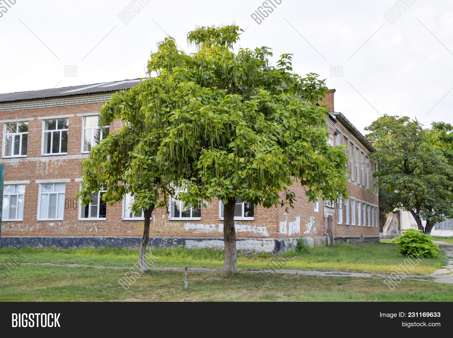 Cigar Tree Catalpa Image & Photo (Free Trial) | Bigstock