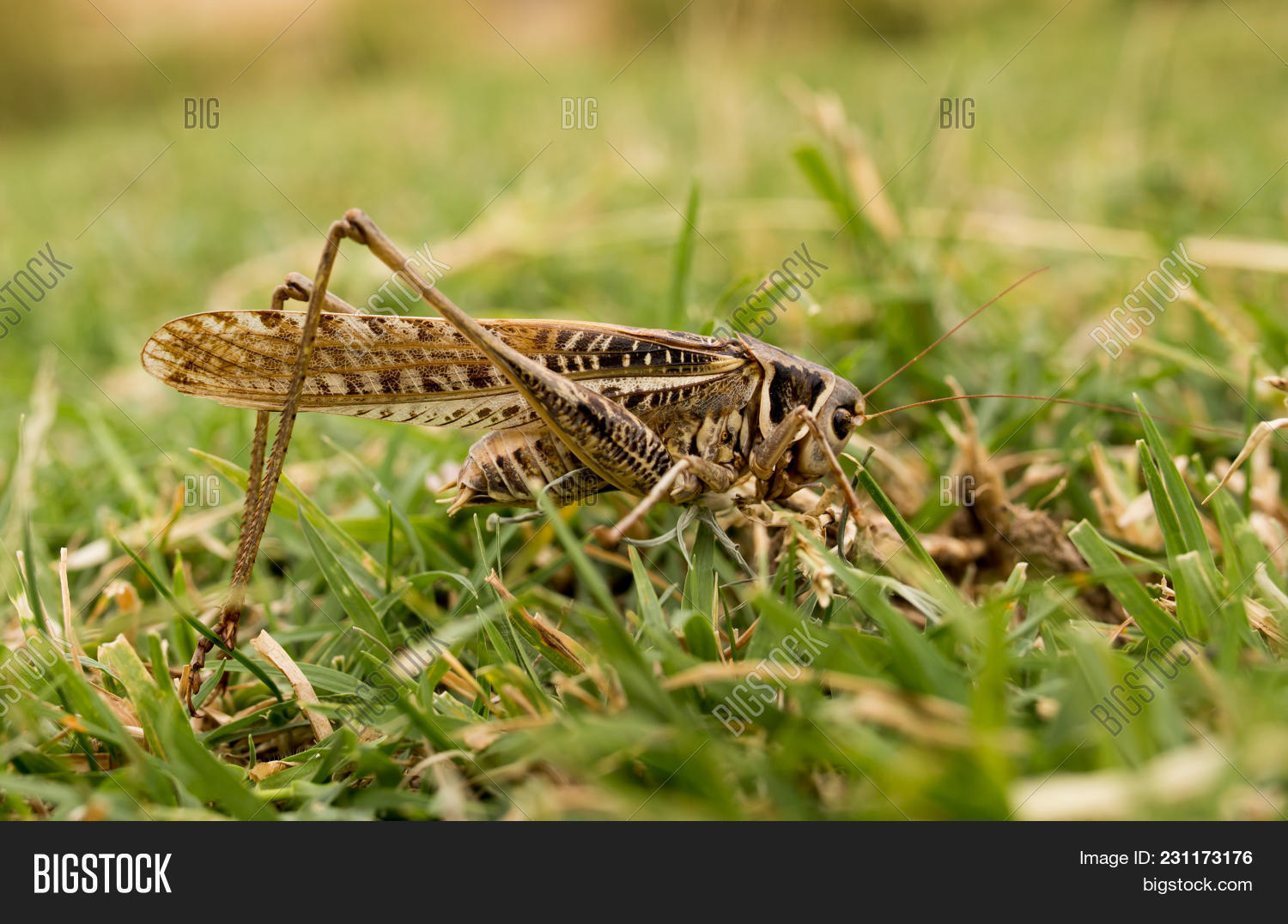 Grasshopper Nature. Image & Photo (Free Trial) | Bigstock