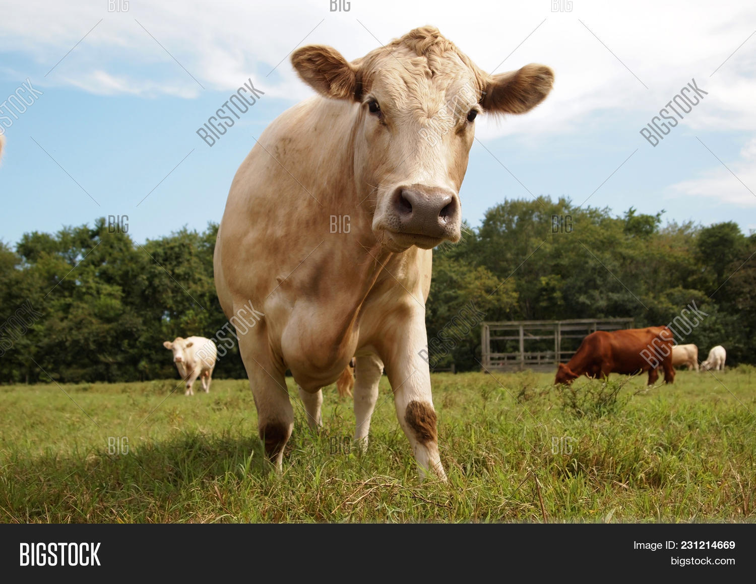 Creamy Colored Dairy Image & Photo (Free Trial) | Bigstock